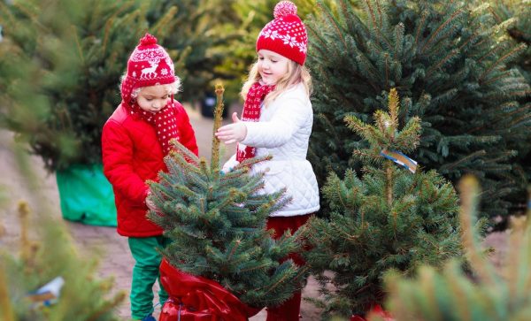 Potted Christmas Trees - The Festive Farm Shed